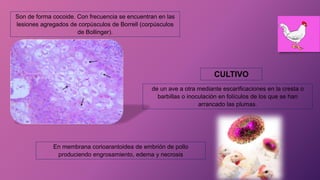 Viruela aviar y laringotraqueitis aviar- | PPTX