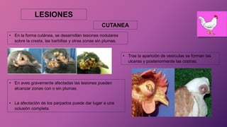 Viruela aviar y laringotraqueitis aviar- | PPTX