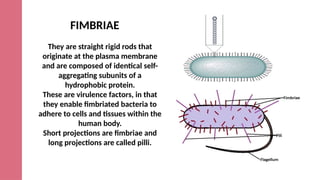VIRULENCE FACTOR OF BACTERIA: STRUCTURAL ELEMENT, ENZYMES, TOXINS... | PPTX