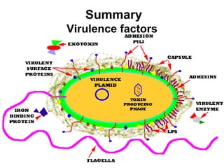 Bacterial Virulence | PPT