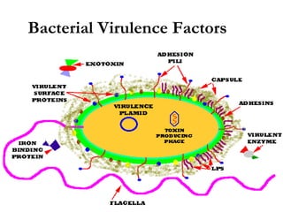 Bacterial Virulence | PPT