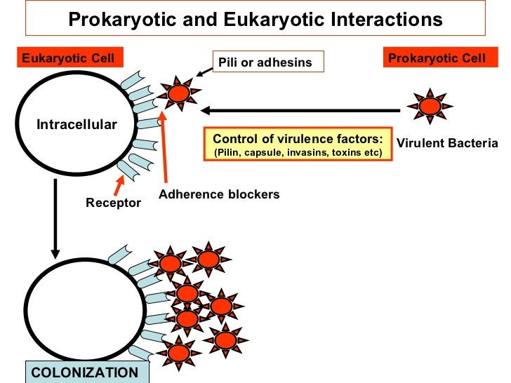 Bacterial Virulence