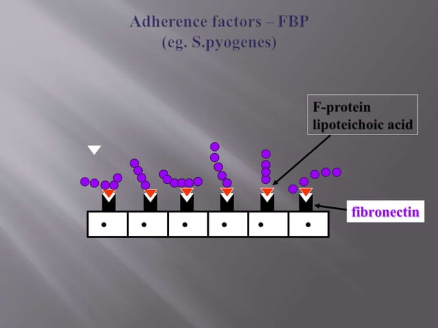 VIRULENCE FACTORS (1).pptx