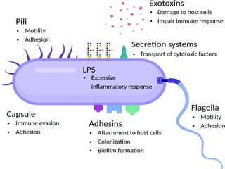 VIRULENCE FACTORS (1).pptx