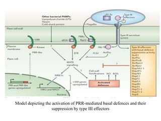 virulence of plant pathogenic bacteria.pptx