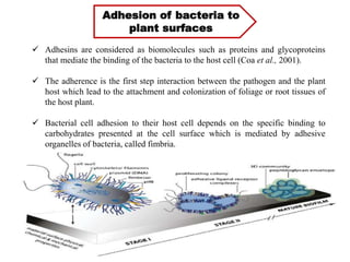 virulence of plant pathogenic bacteria.pptx