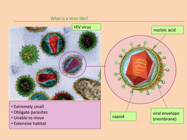 Virus | PPTX | Biological Sciences | Science