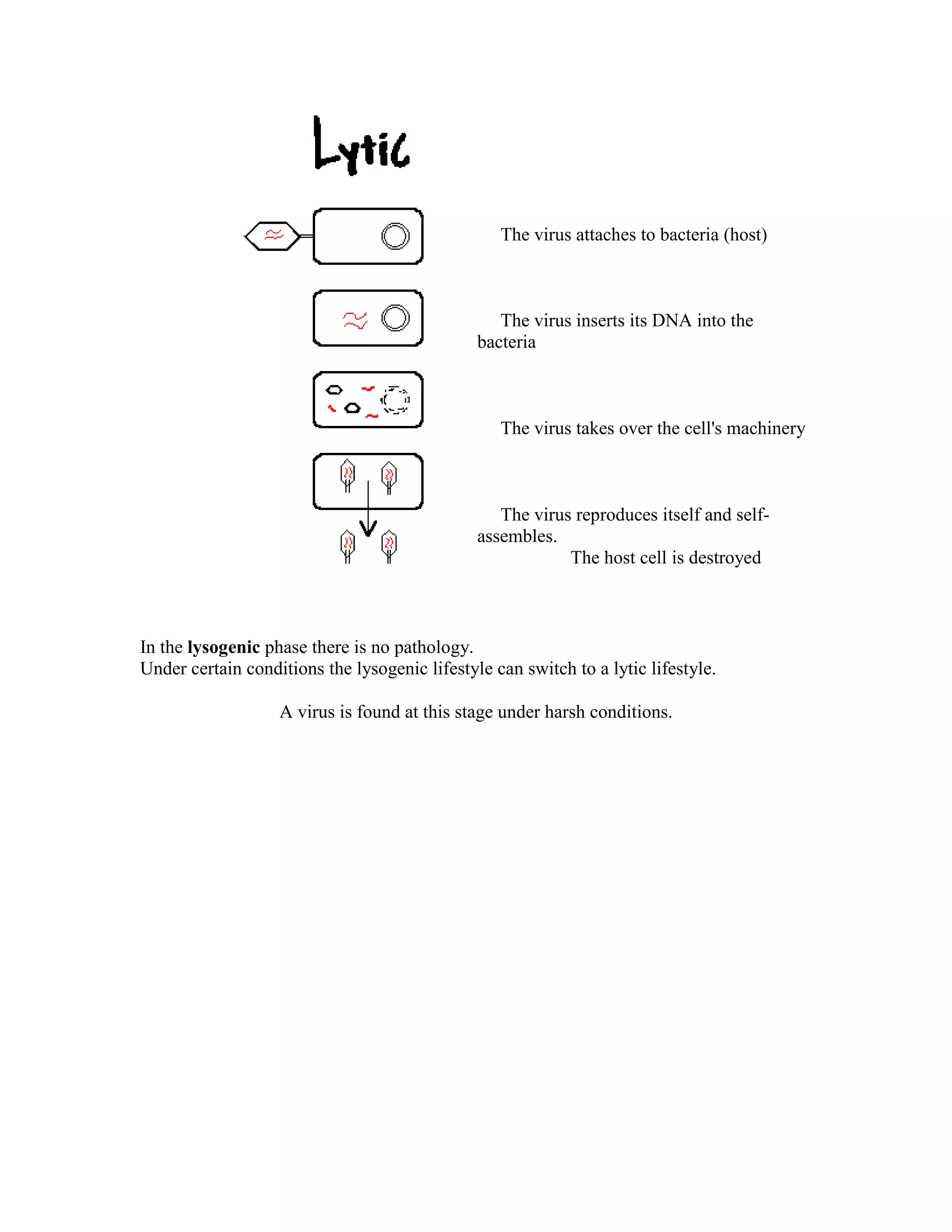 Virus Docx Infectious Diseases Diseases And Conditions