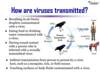 Virus | PPT