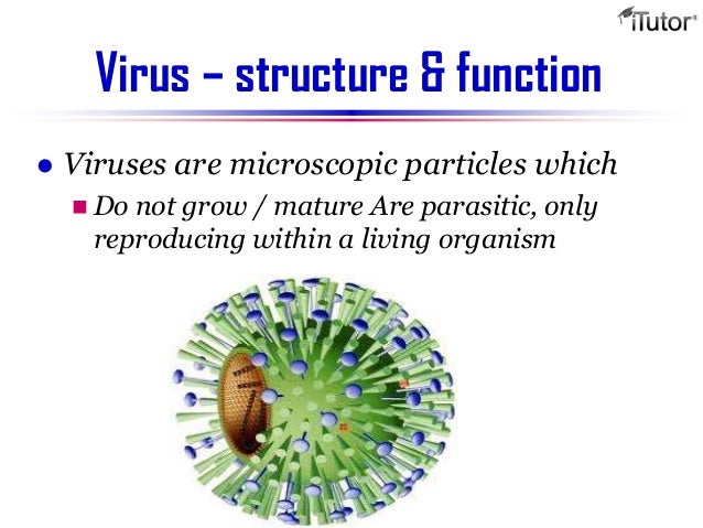 Anatomy Of A Computer Virus