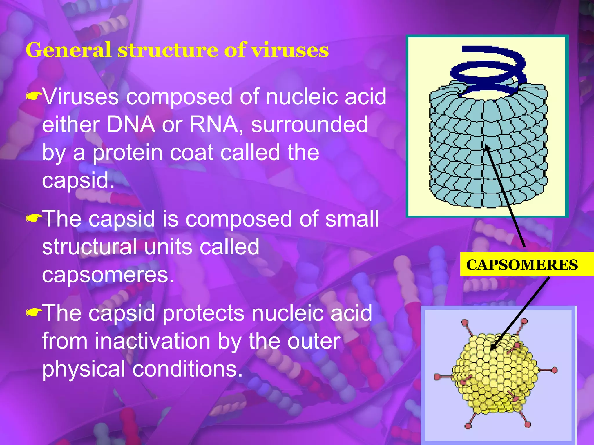 Virus ppt | PPT
