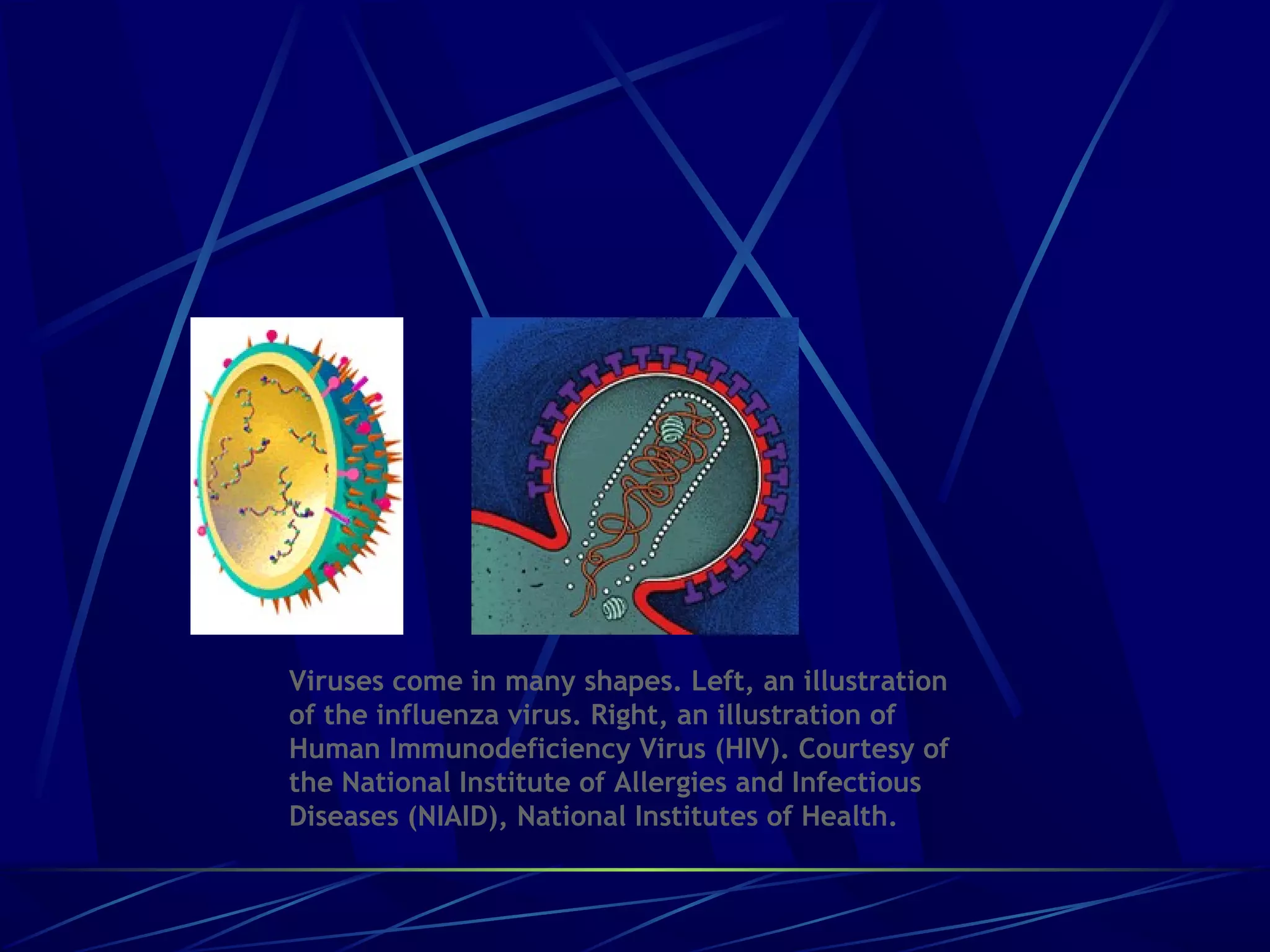Virus | PPT | Infectious Diseases | Diseases and Conditions
