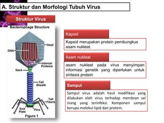 Virus | PPTX