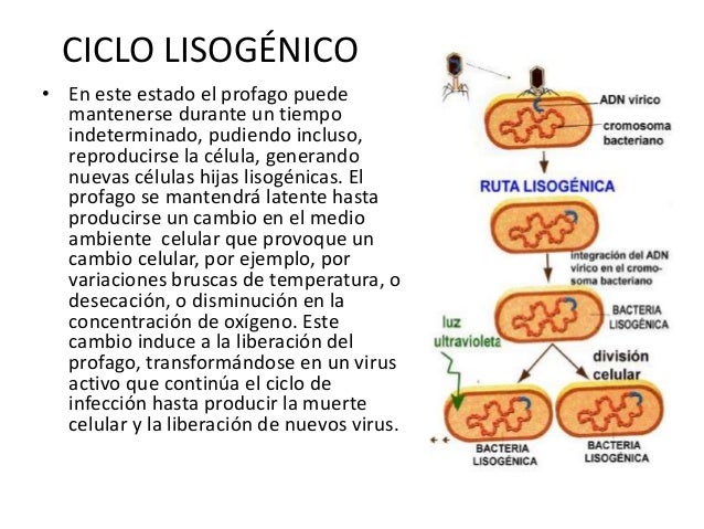 MICROBIOLOGIA: BIBLO-GUÍA 18..PARASITOLOGÍA CLÍNICA