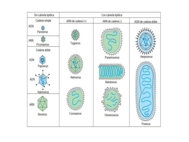 MICROBIOLOGIA: BIBLO-GUÍA 18..PARASITOLOGÍA CLÍNICA