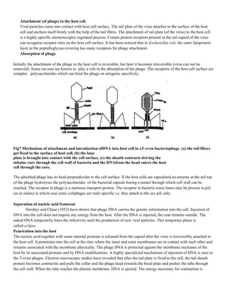 Virus | PDF