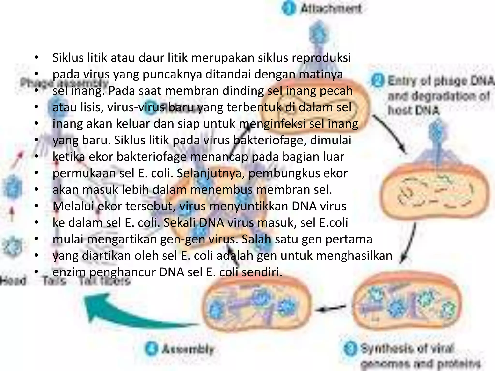 ppt virus | PPTX