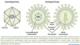 Virus | PPTX