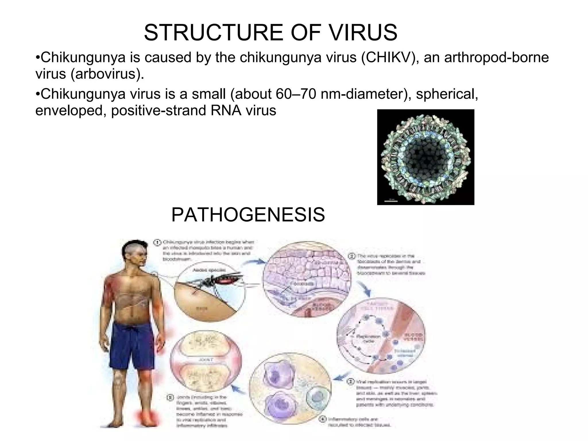Swine Flu & Chikungunya | PPT