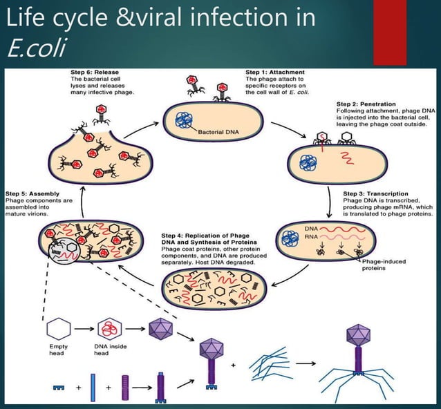 t4 bacteriohage | PPTX | Infectious Diseases | Diseases and Conditions
