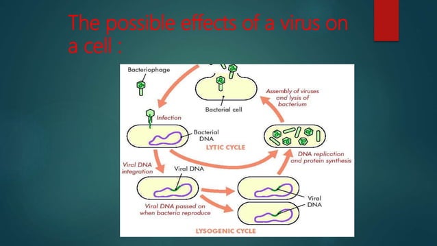 Virus | PPT