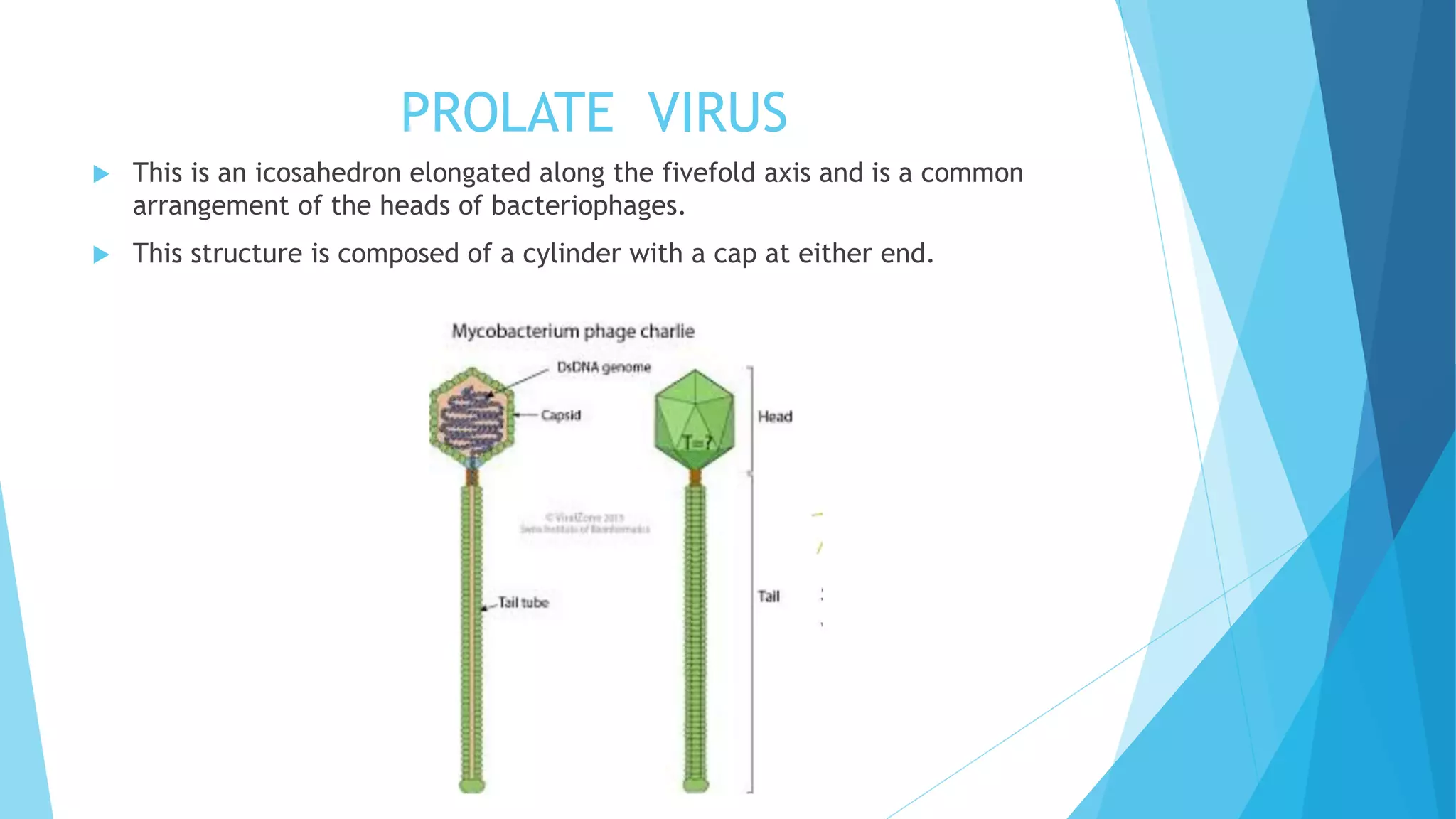 OVERVIEW OF VIRUS | PPTX