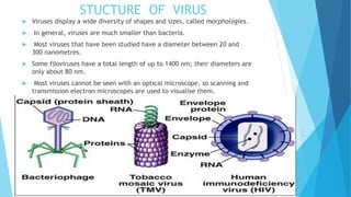 OVERVIEW OF VIRUS | PPTX | Biological Sciences | Science
