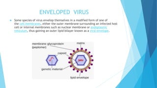 OVERVIEW OF VIRUS | PPTX | Biological Sciences | Science