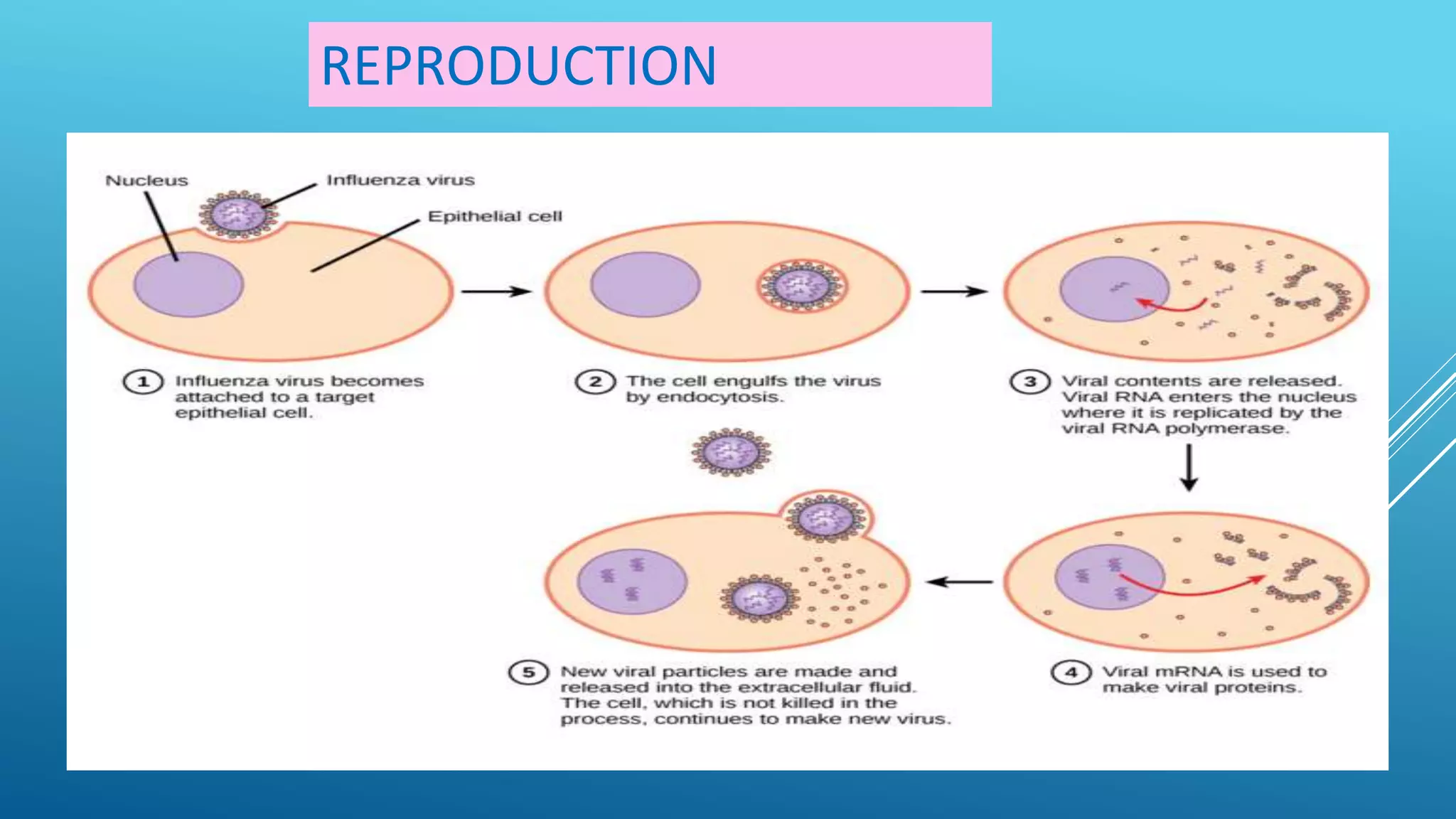 Viruses : characteristics, structure, reproduction , transmission and ...
