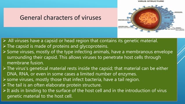 Viruses : characteristics, structure, reproduction , transmission and ...