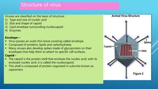 Viruses : characteristics, structure, reproduction , transmission and ...