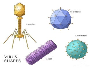Virus- | PPTX | Biological Sciences | Science