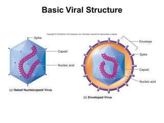 Virus- | PPTX | Biological Sciences | Science