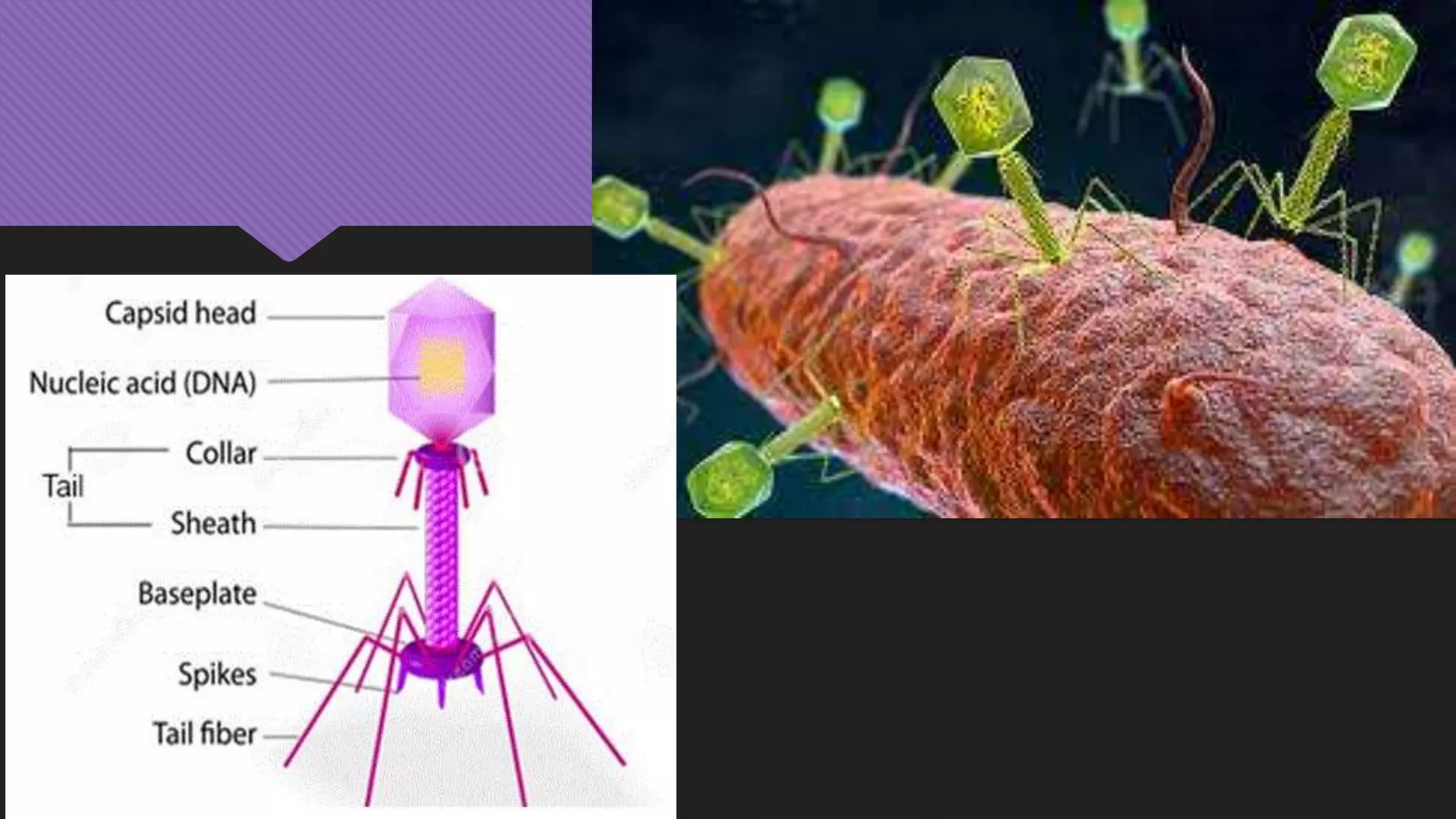Virus Pptx