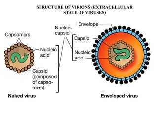 virus.pptx