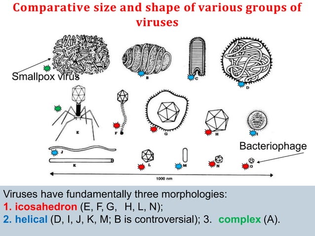 morphologyyyy of VIRUSSSSSSSSSSSSSS.pptx