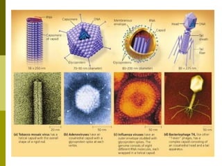 structure and general properties of virus.ppt