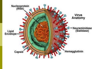 structure and general properties of virus.ppt