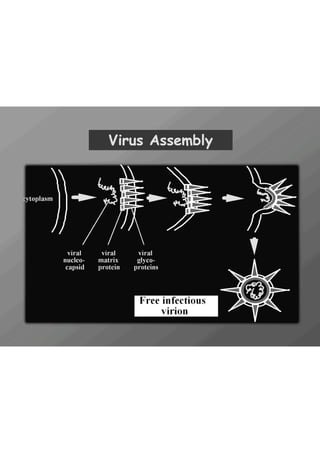 virus pharmaceutical microbiology .pdf.. | PDF