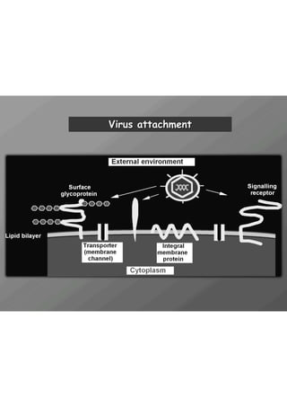 virus pharmaceutical microbiology .pdf.. | PDF