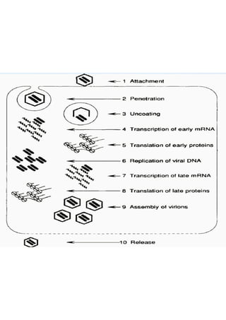 virus pharmaceutical microbiology .pdf.. | PDF
