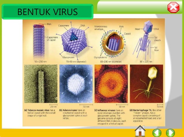 VIRUS.pptxVIRUS.pptx VIRUS.pptx VIRUS.pptx