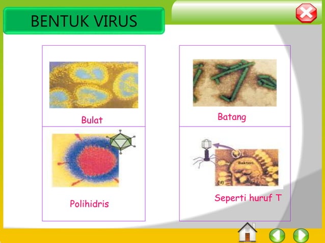 VIRUS.pptxVIRUS.pptx VIRUS.pptx VIRUS.pptx