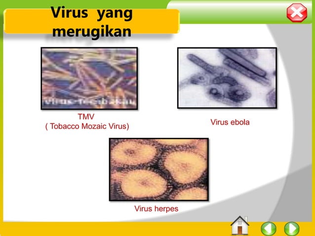 VIRUS.pptxVIRUS.pptx VIRUS.pptx VIRUS.pptx