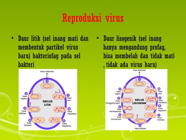 PPT Virus kelas 10 bab 2 kurikulum merdeka | PPTX