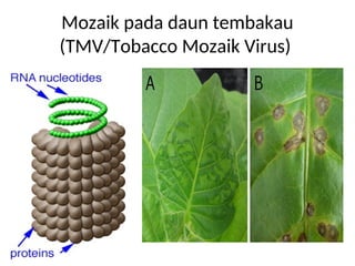 VIRUS ciri ciri contoh reproduksi perbedaan | PPT