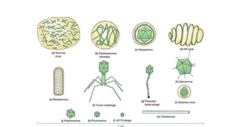 What is a Virus, its types, classes.pptx
