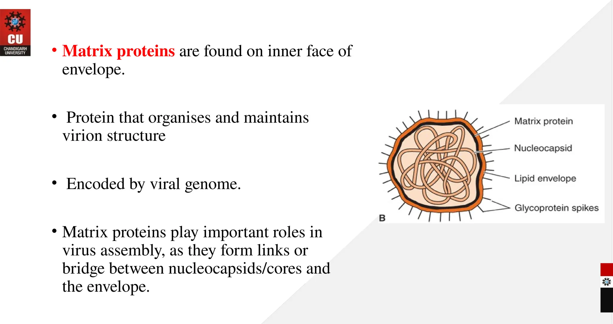 Virus - Definition,mechanism and application.pptx