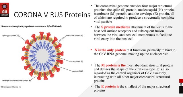 Virus - Definition,mechanism and application.pptx