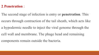 Morphology, Classification and Cultivation of Virus | PPTX